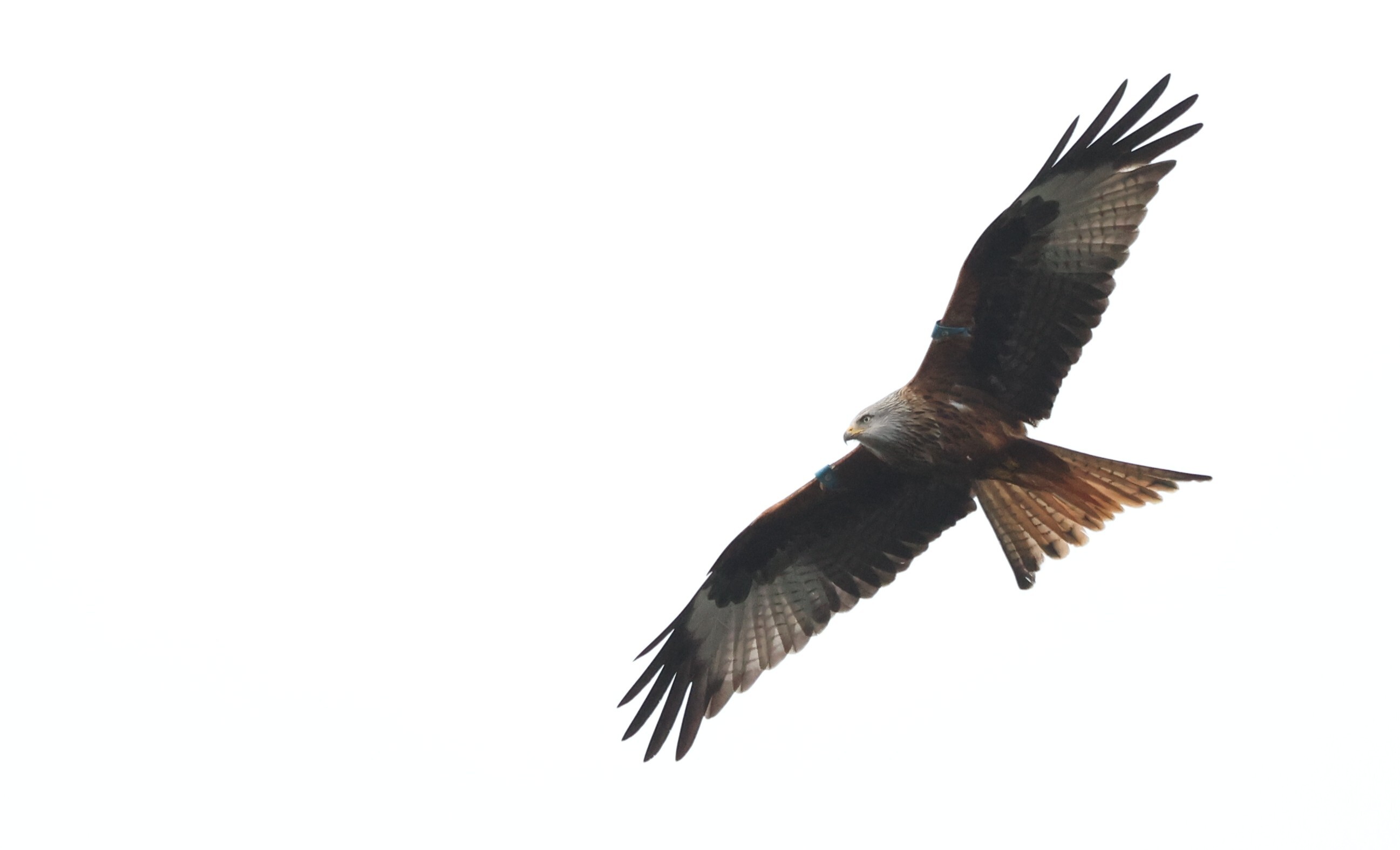 Red Kite Talk & Walk | National Heritage Week 15th – 23rd August 2026
