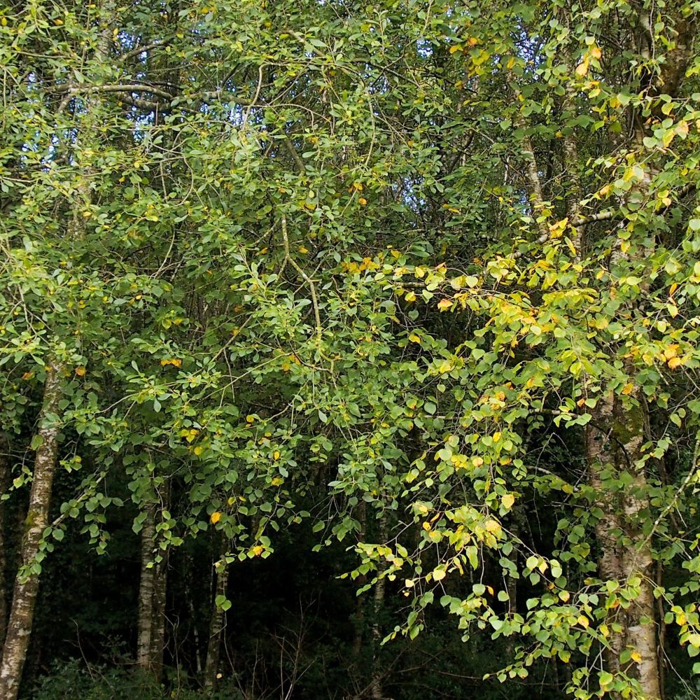 Camolin Millennium Forest Biodiversity and Tree Walk | National ...