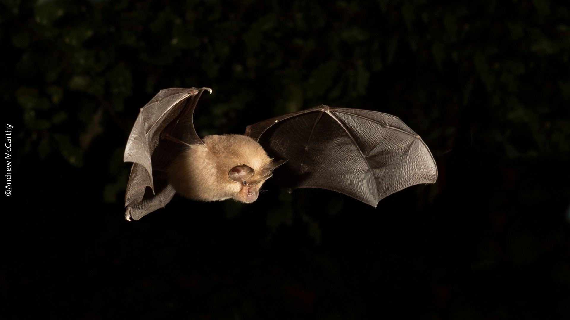 Bat Walk: Discover the Lesser Horseshoe Bat in County Limerick ...