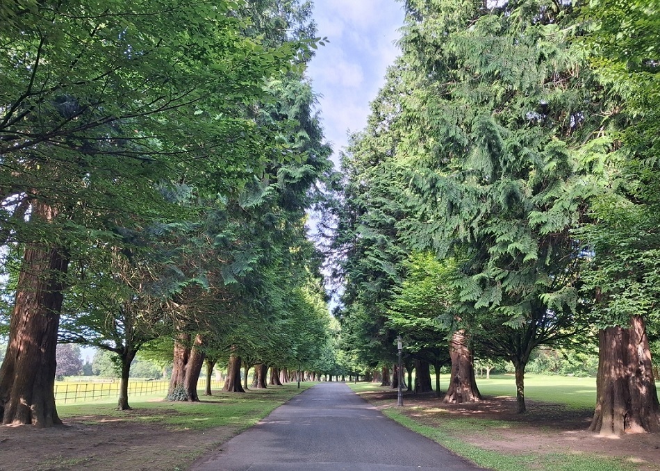 An introduction to Shirin – yoku – Forest Bathing | National Heritage ...