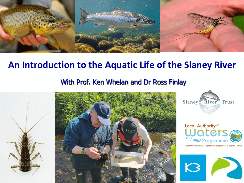 An Introduction to the Aquatic Life of the Slaney River | National ...
