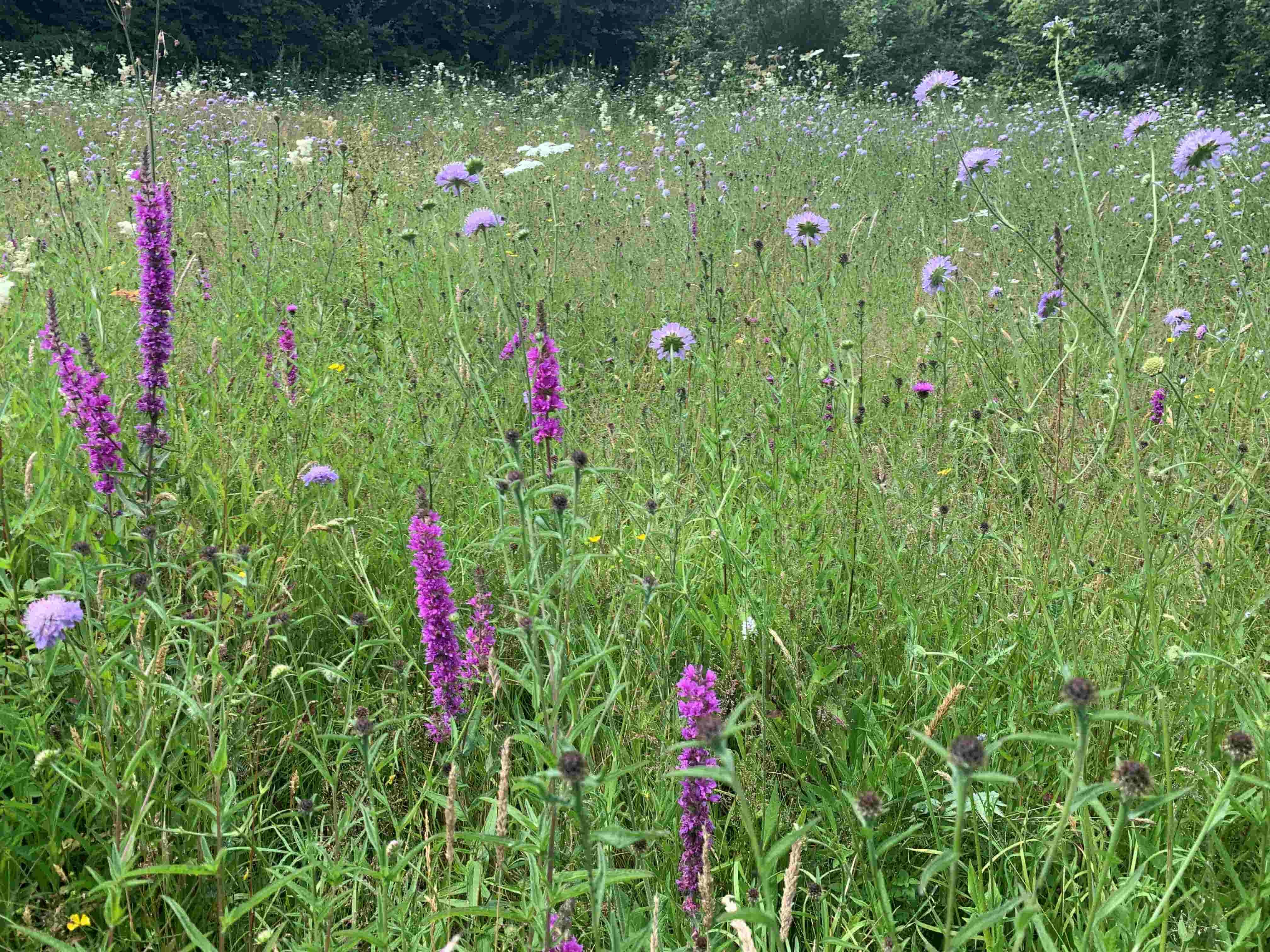 Wonderful Wildflowers - Guided walk through Brigit's Garden | National Heritage Week 16th – 24th ...