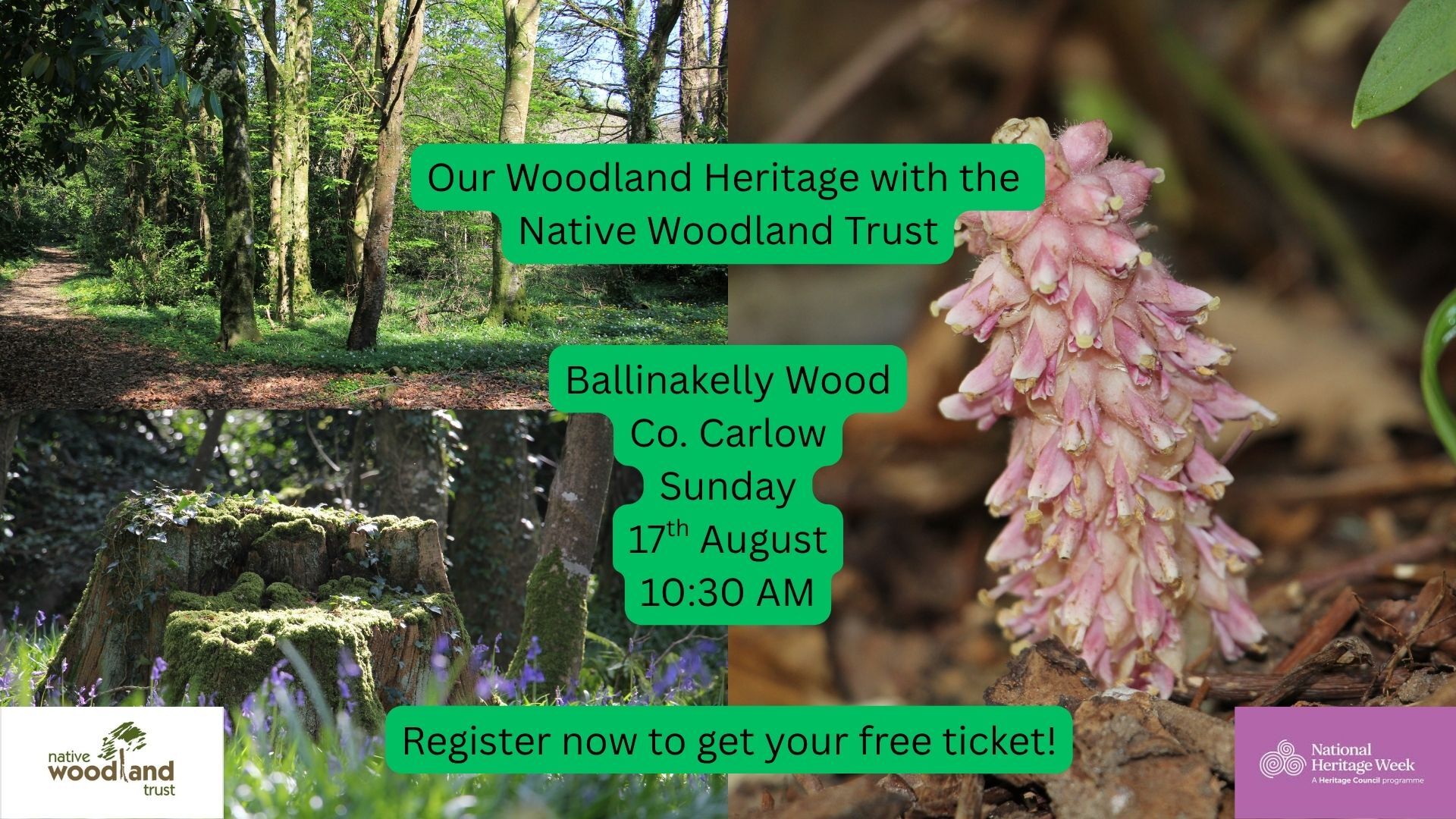 Our Woodland Heritage with the Native Woodland Trust: Ballinakelly Wood ...