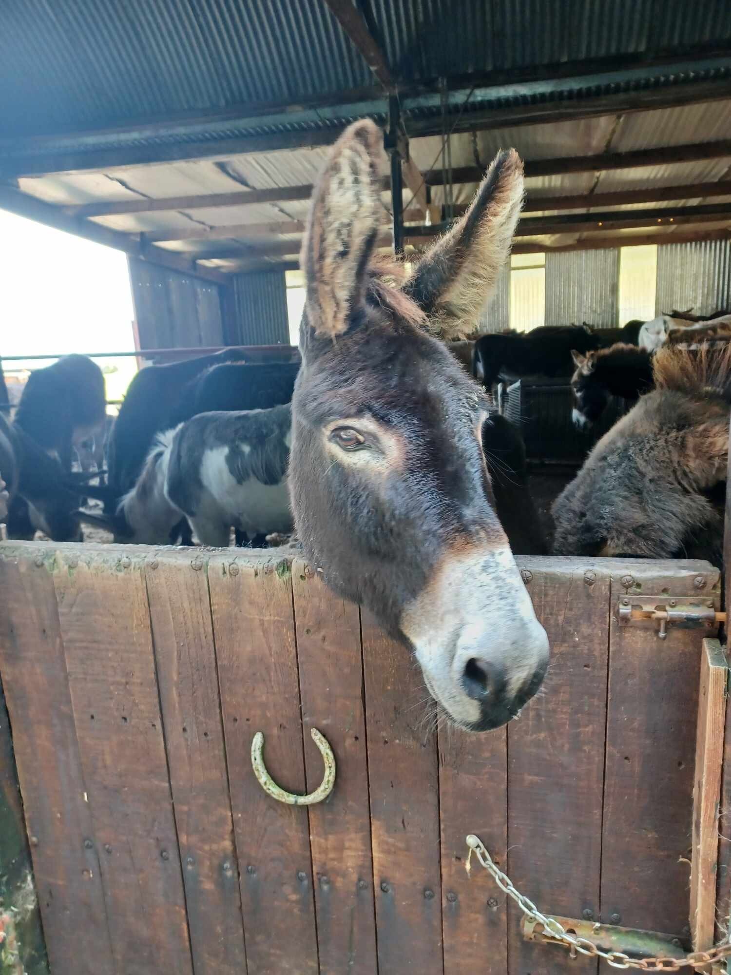 A Donkey's Eye View at Sathya Sai Donkey Sanctuary | National Heritage ...