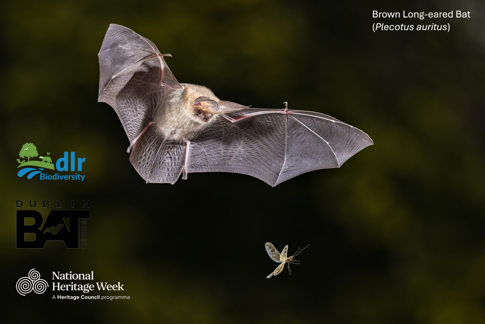 DLR Biodiversity - Dusk Bat Walk & Talk at Marlay Park | National ...